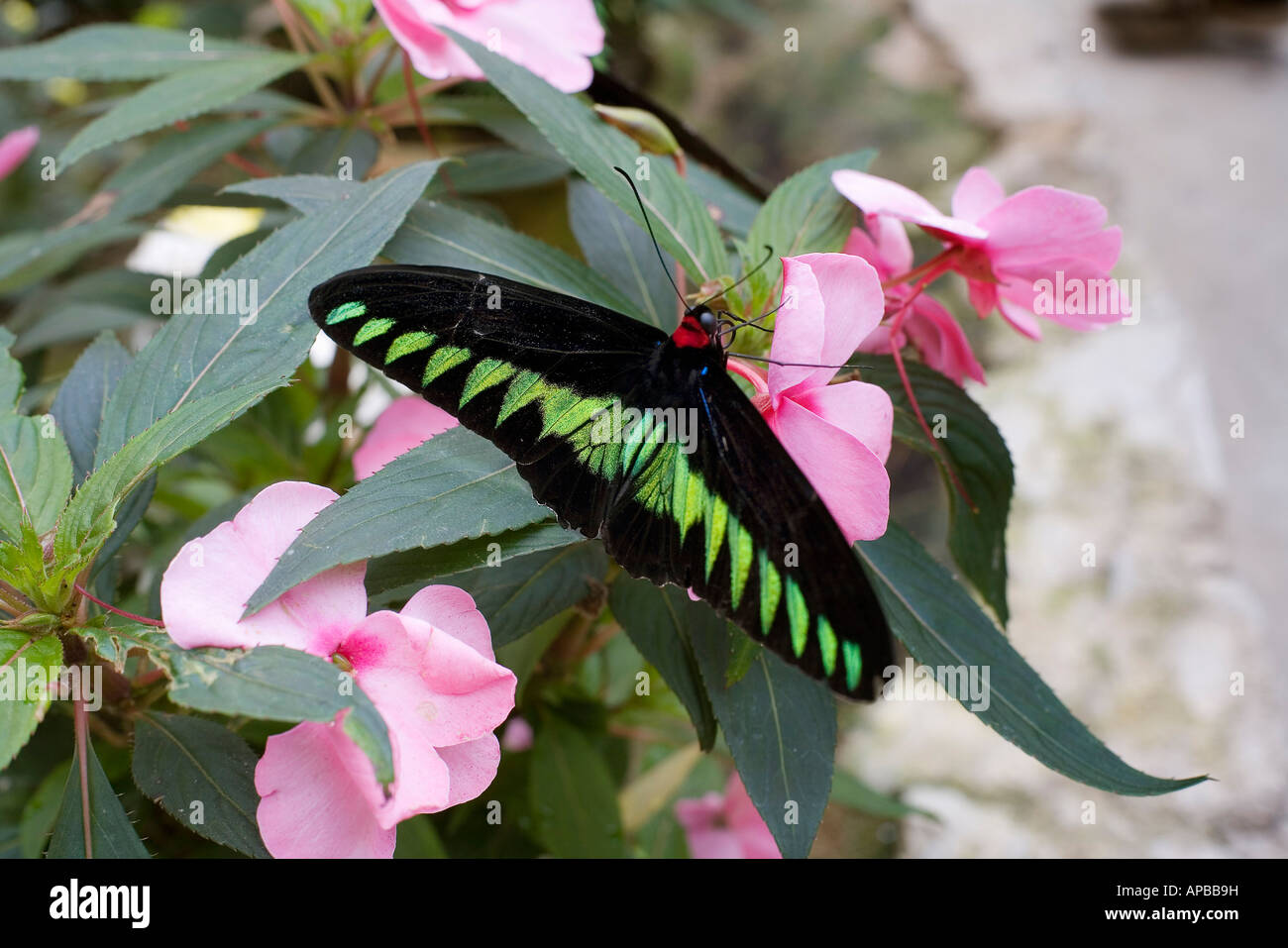 Malaysian butterflies hi-res stock photography and images - Alamy