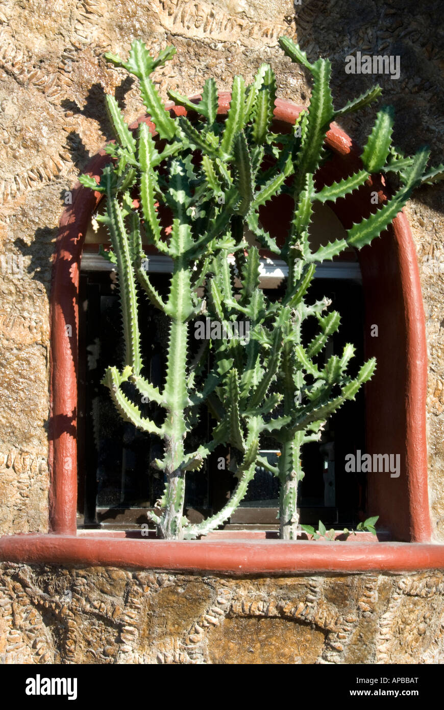 Cactus in a window, Mexican arhitecture Stock Photo - Alamy