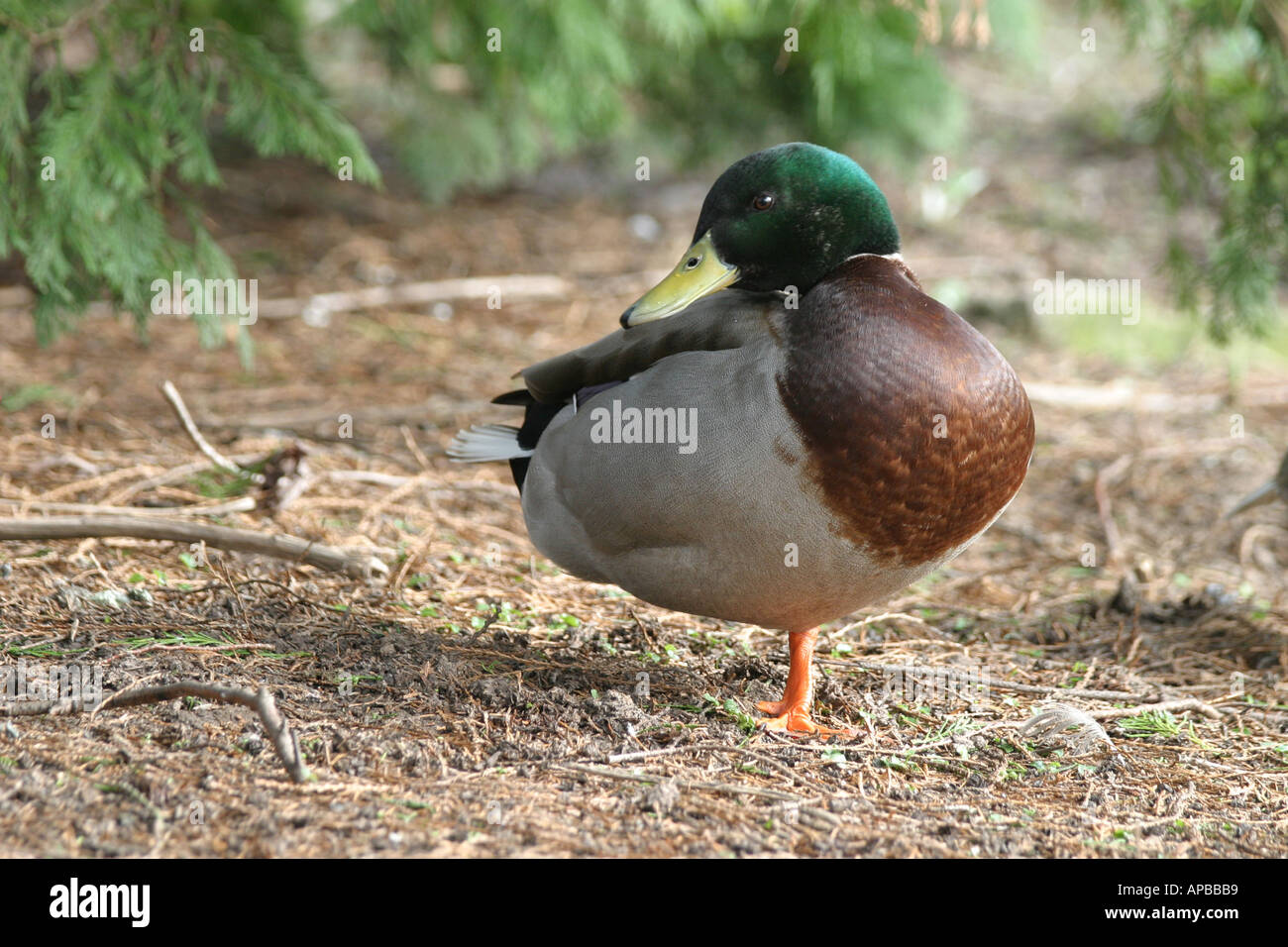 Mallard Duck Standing On One Leg High Resolution Stock Photography and ...