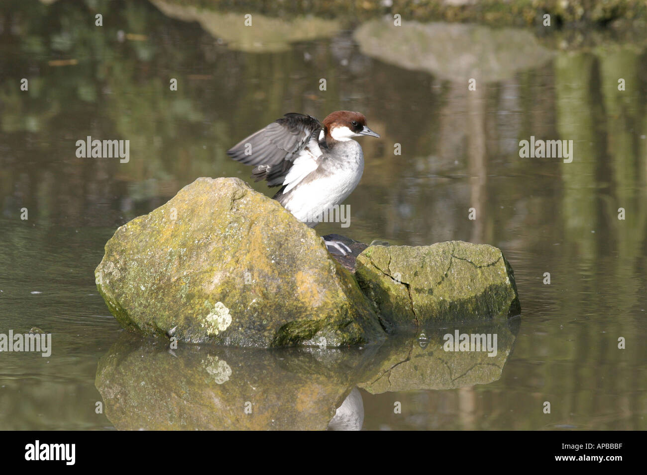 Smew wild uk hi-res stock photography and images - Alamy