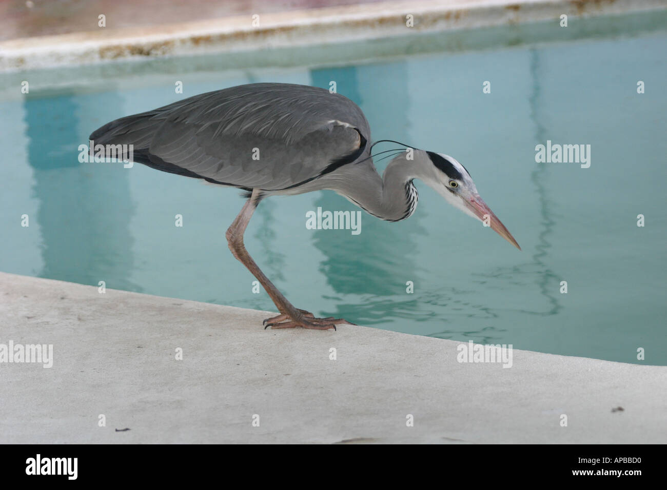Heron by swimming pool hi-res stock photography and images - Alamy