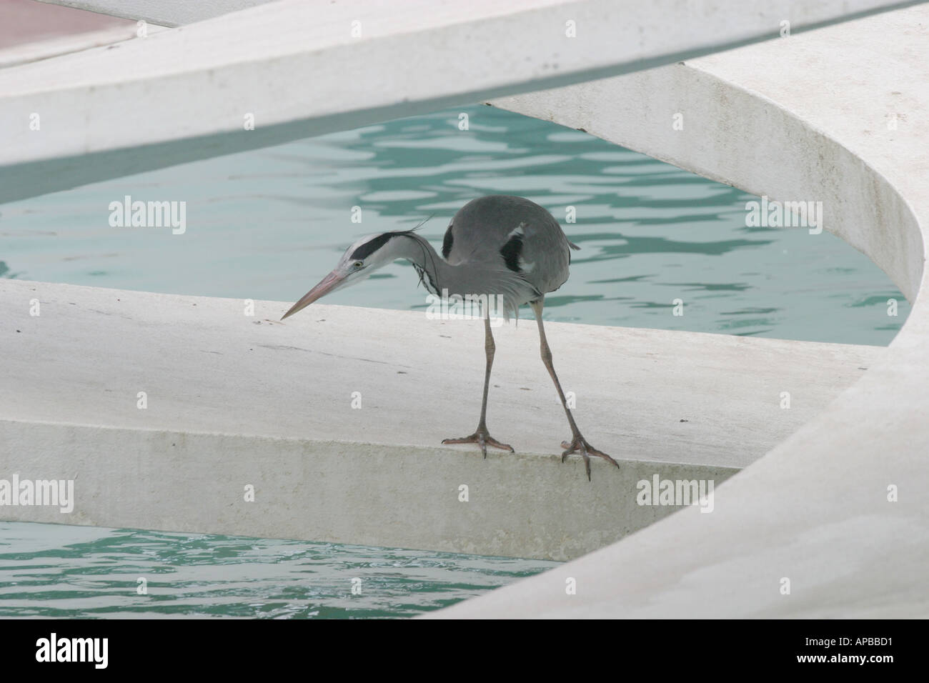 Heron by swimming pool hi-res stock photography and images - Alamy