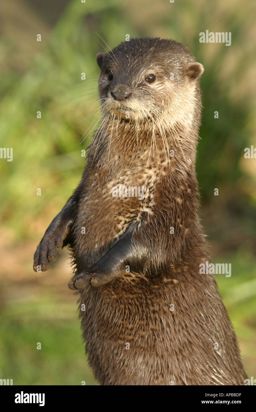 Otters standing up hi-res stock photography and images - Alamy