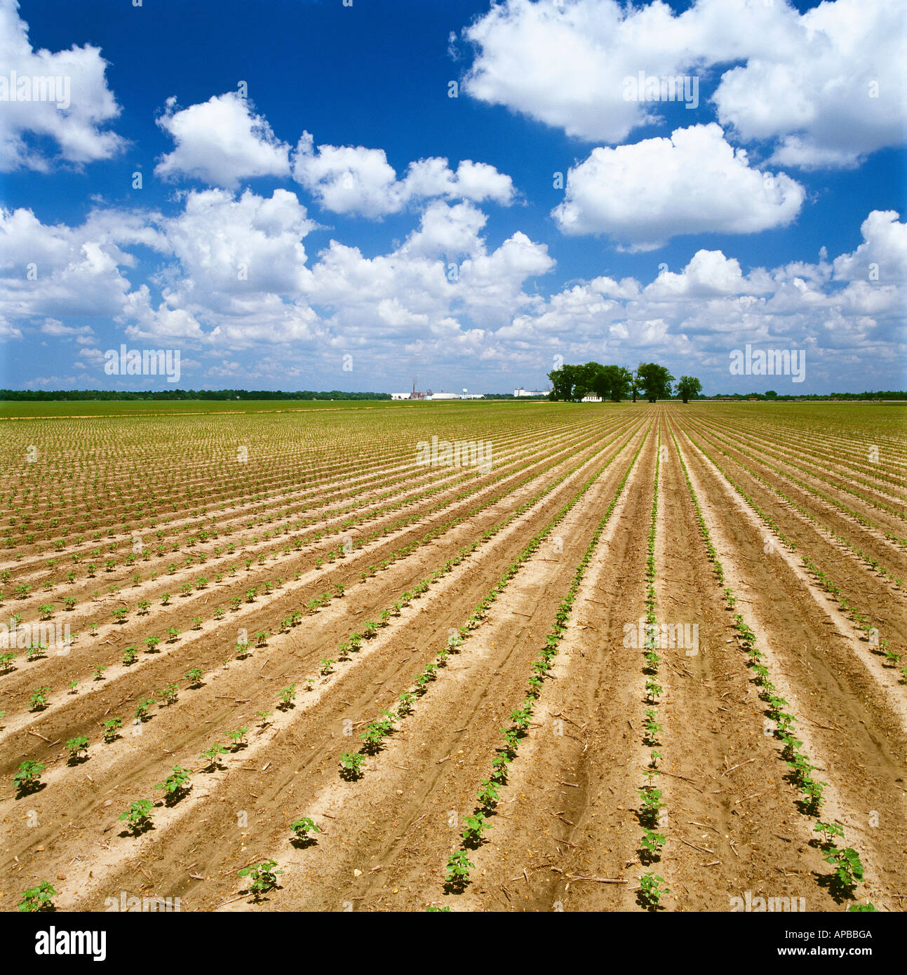 Tilled Cotton Field Stock Photos & Tilled Cotton Field Stock Images - Alamy