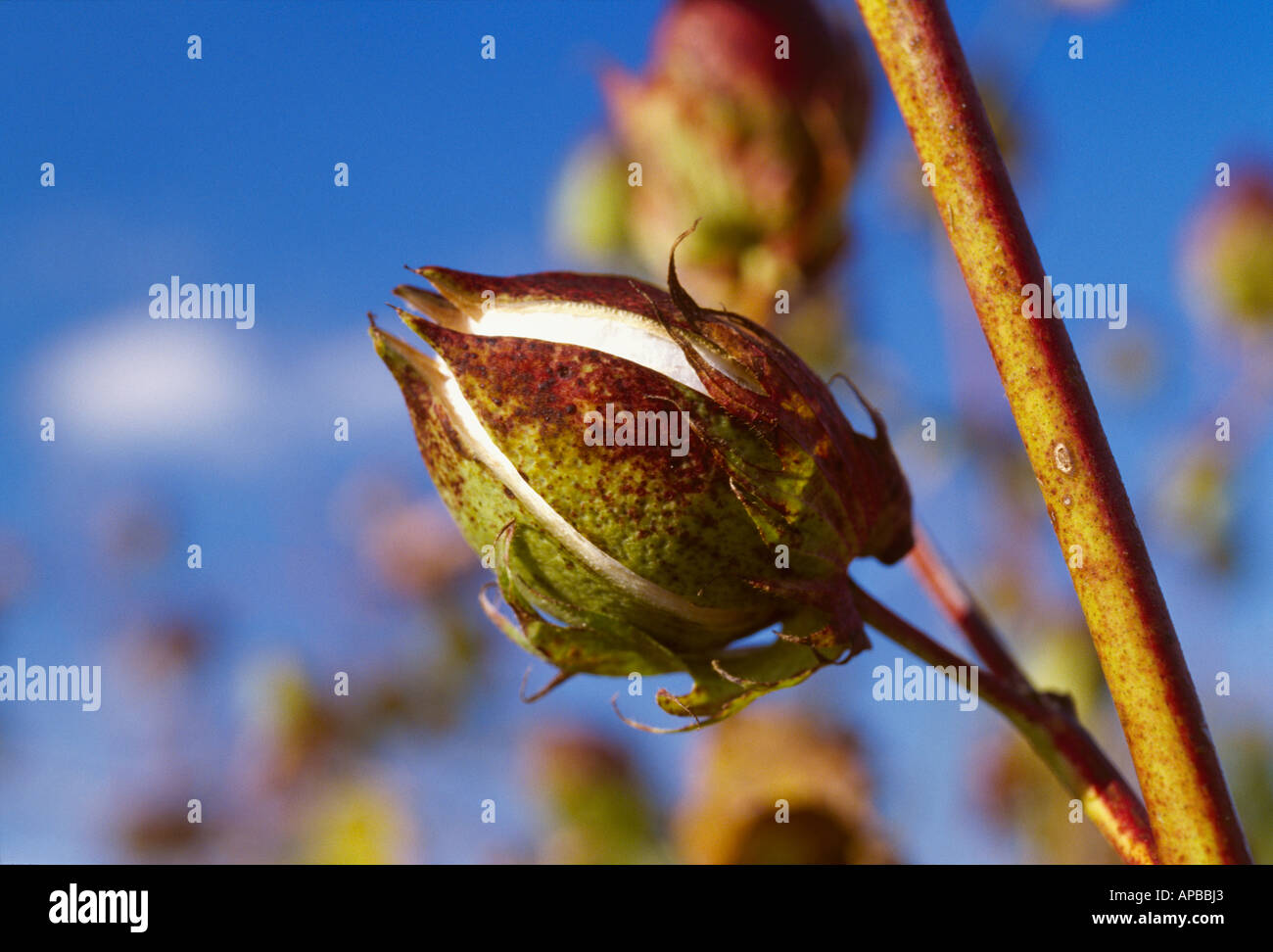 Opening cotton boll hi-res stock photography and images - Alamy