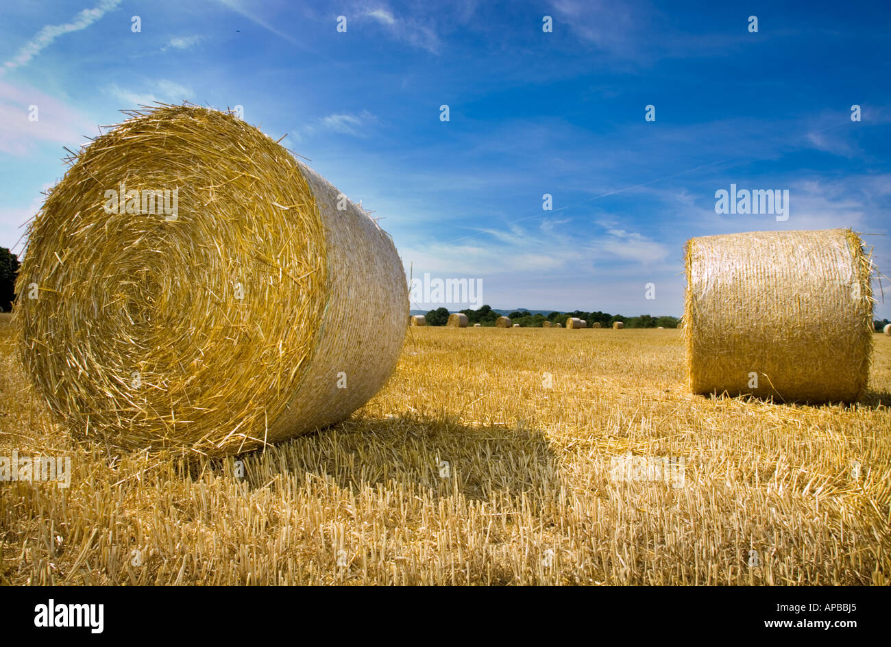 corn rolled into bails at harvest time in West Sussex Stock Photo - Alamy