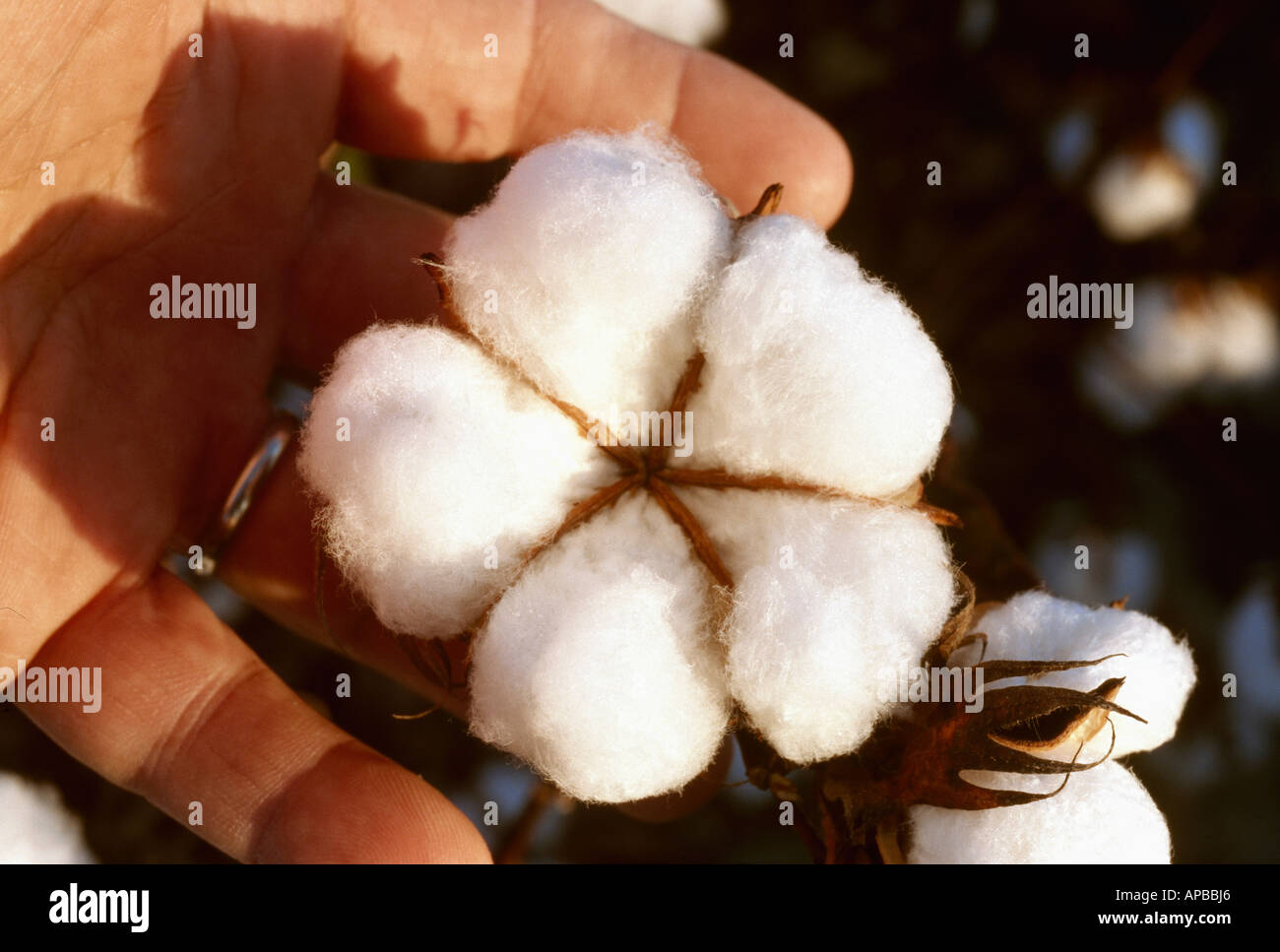 5 lock cotton boll hi-res stock photography and images - Alamy