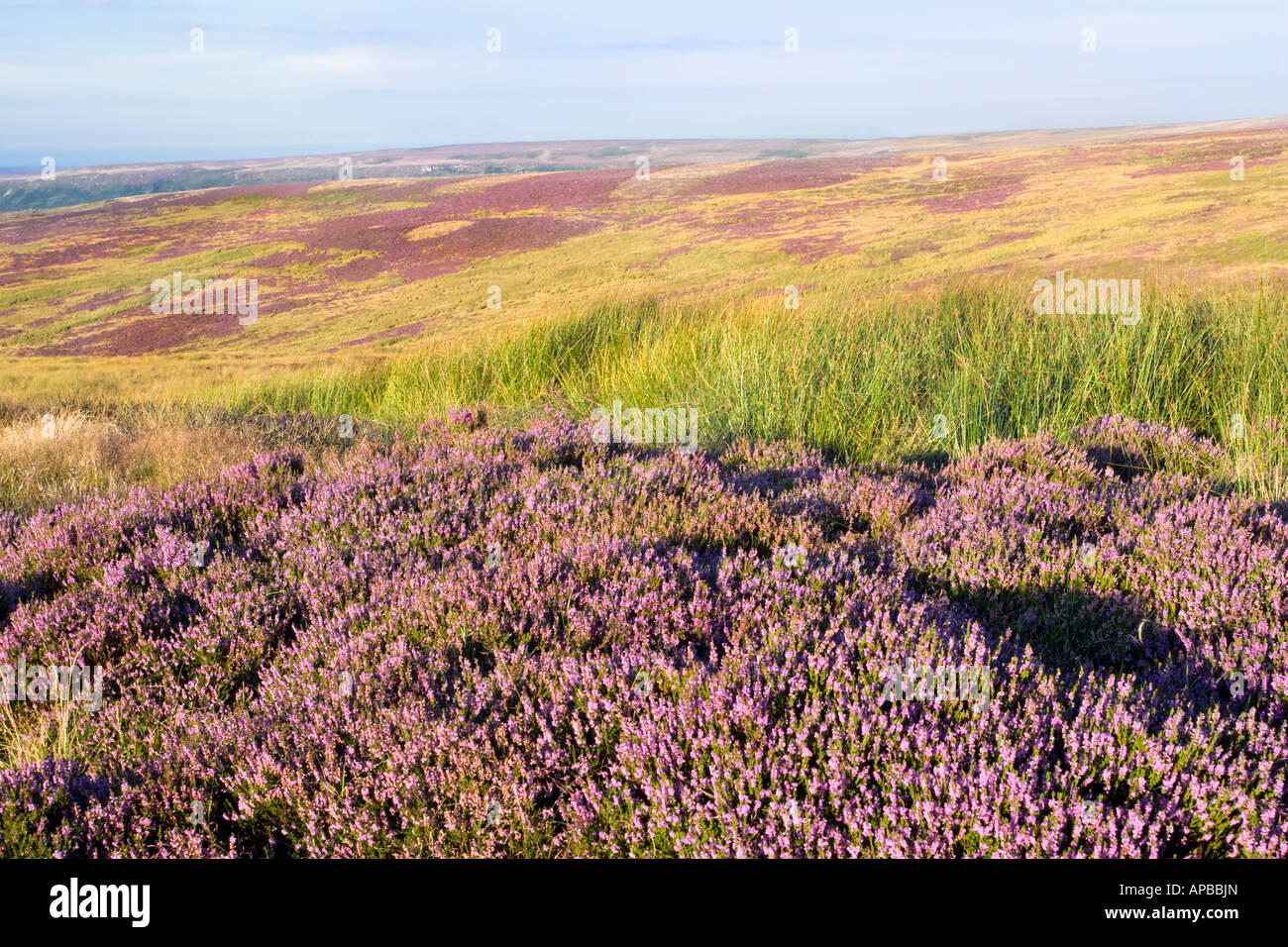 Heather on Westerdale Moor, looking towards Danby High Moor and ...