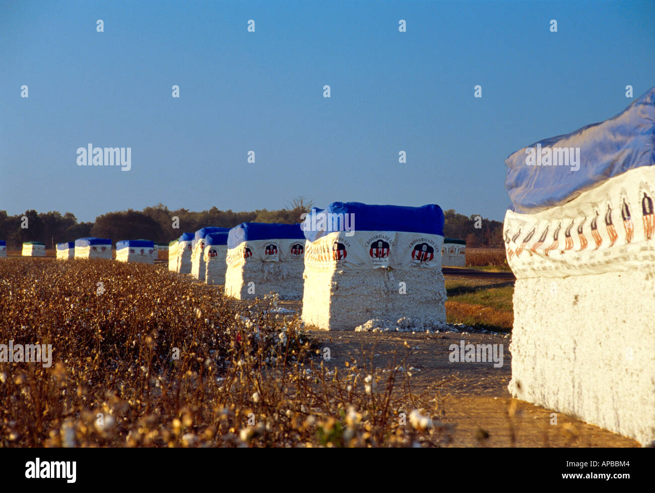 Cotton modules lined up along a turnrow in a harvested field awaiting ...
