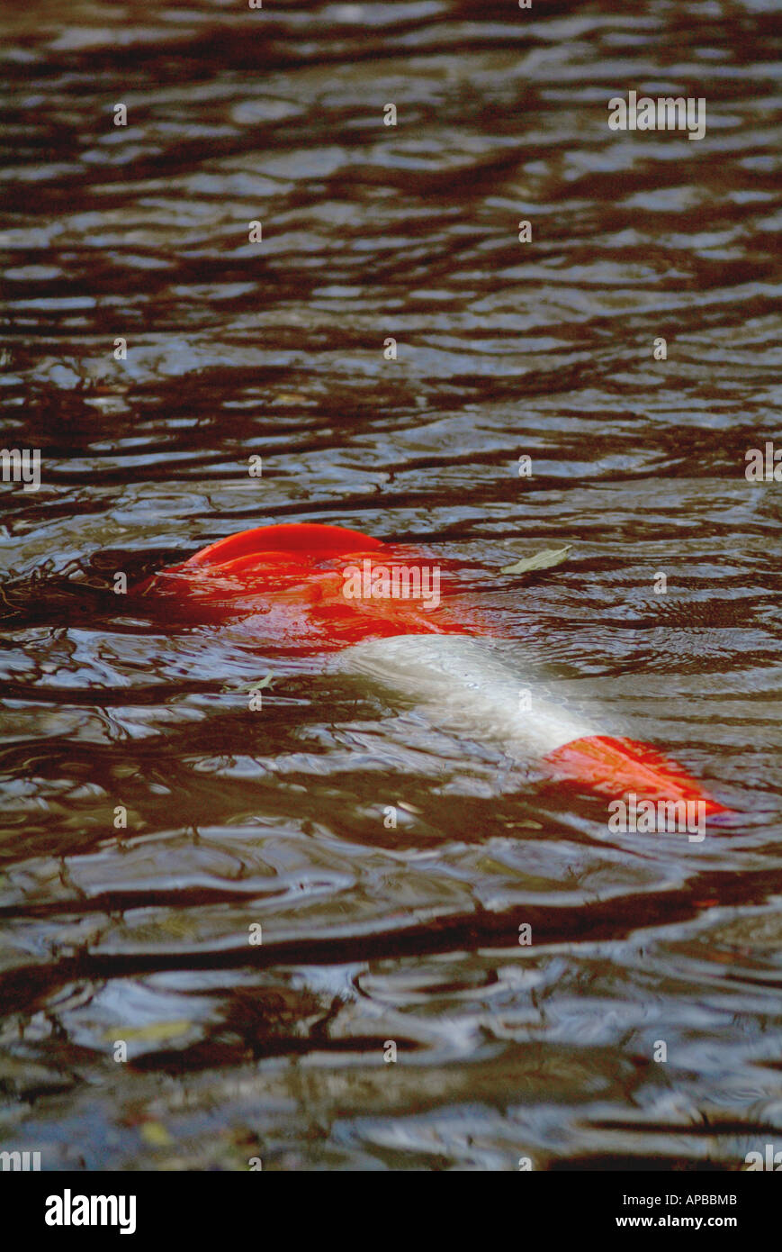 floating road cone Stock Photo - Alamy