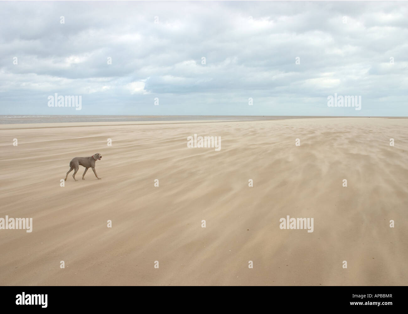 Dog on a windswept beach in Norfolk England Stock Photo - Alamy