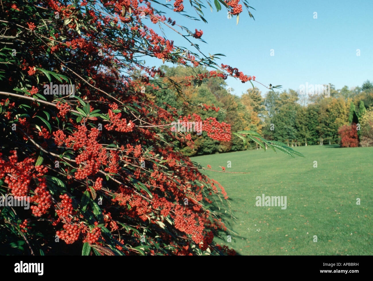 cotoneaster with orange berries in large country garden with lawn in ...