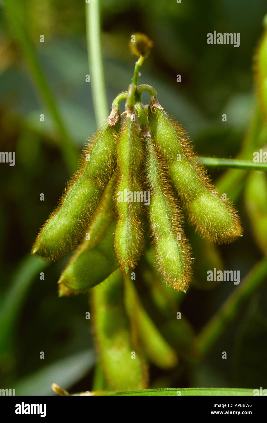 Agriculture - Maturing green soybean pods on the bush / Tennessee, USA ...