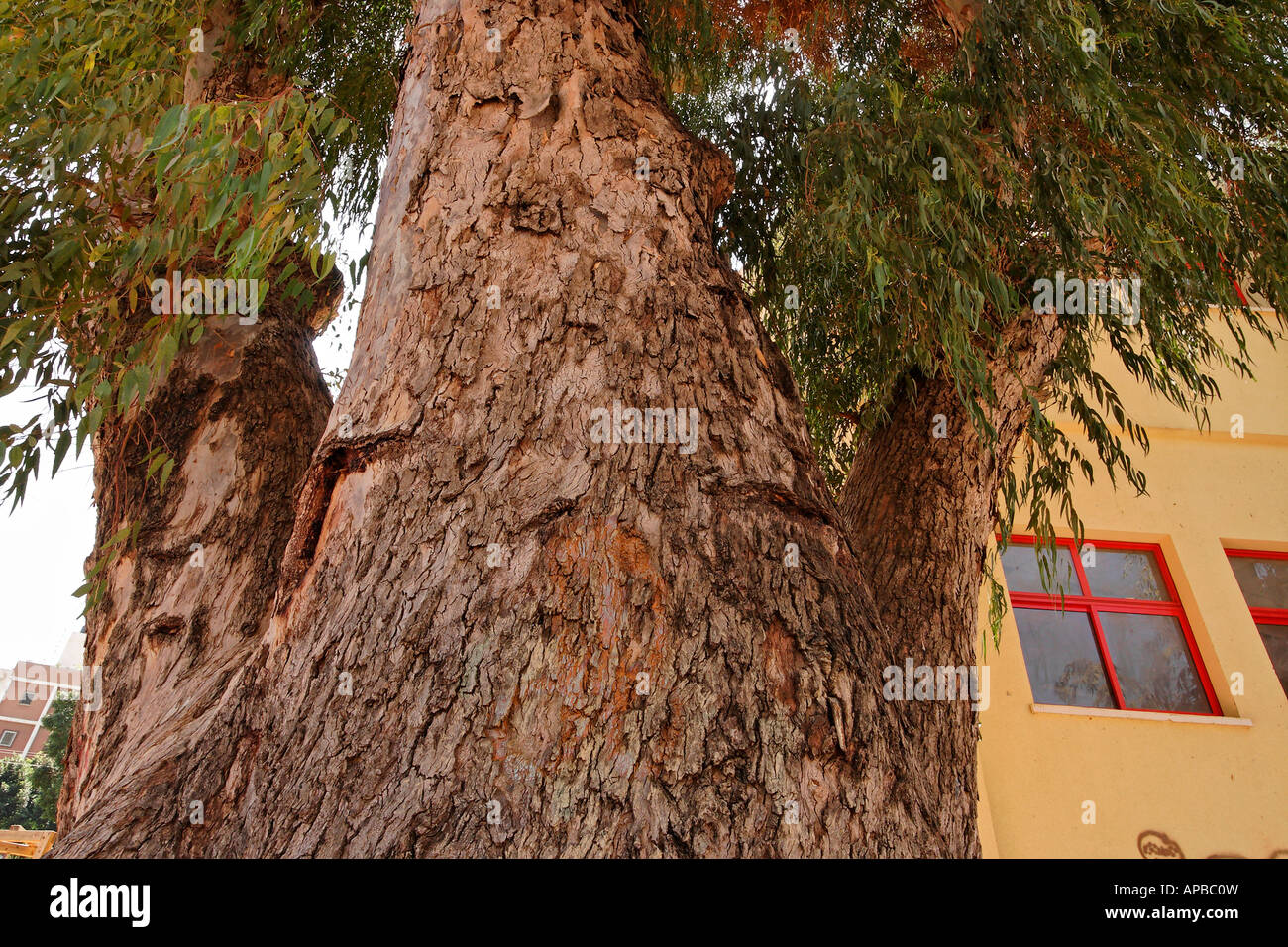 Israel Sharon region Eucalyptus tree in Hadera Stock Photo - Alamy