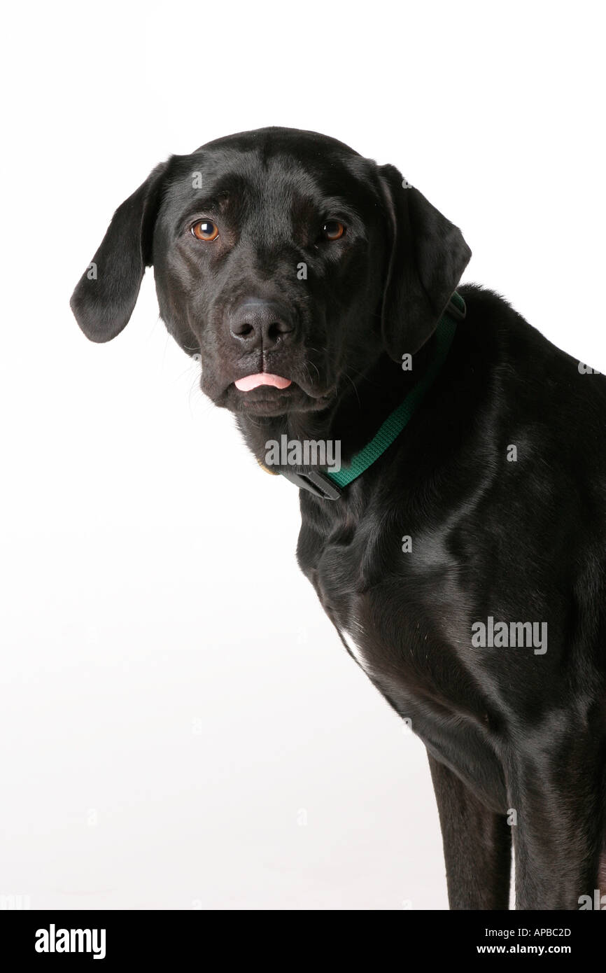 Black Labrador on White Stock Photo - Alamy