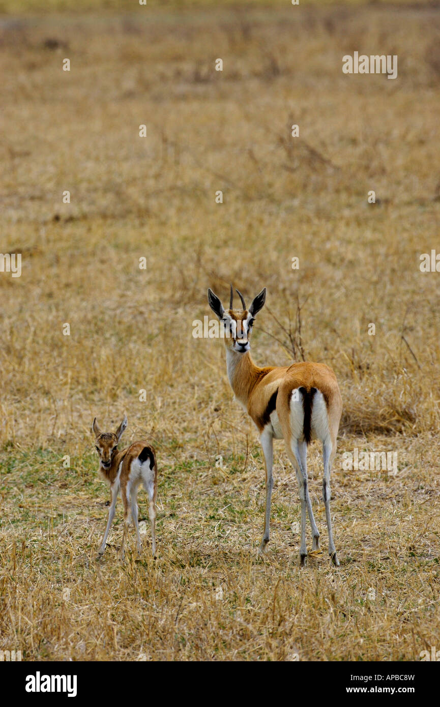 African Thomson Gazelle's Stock Photo - Alamy