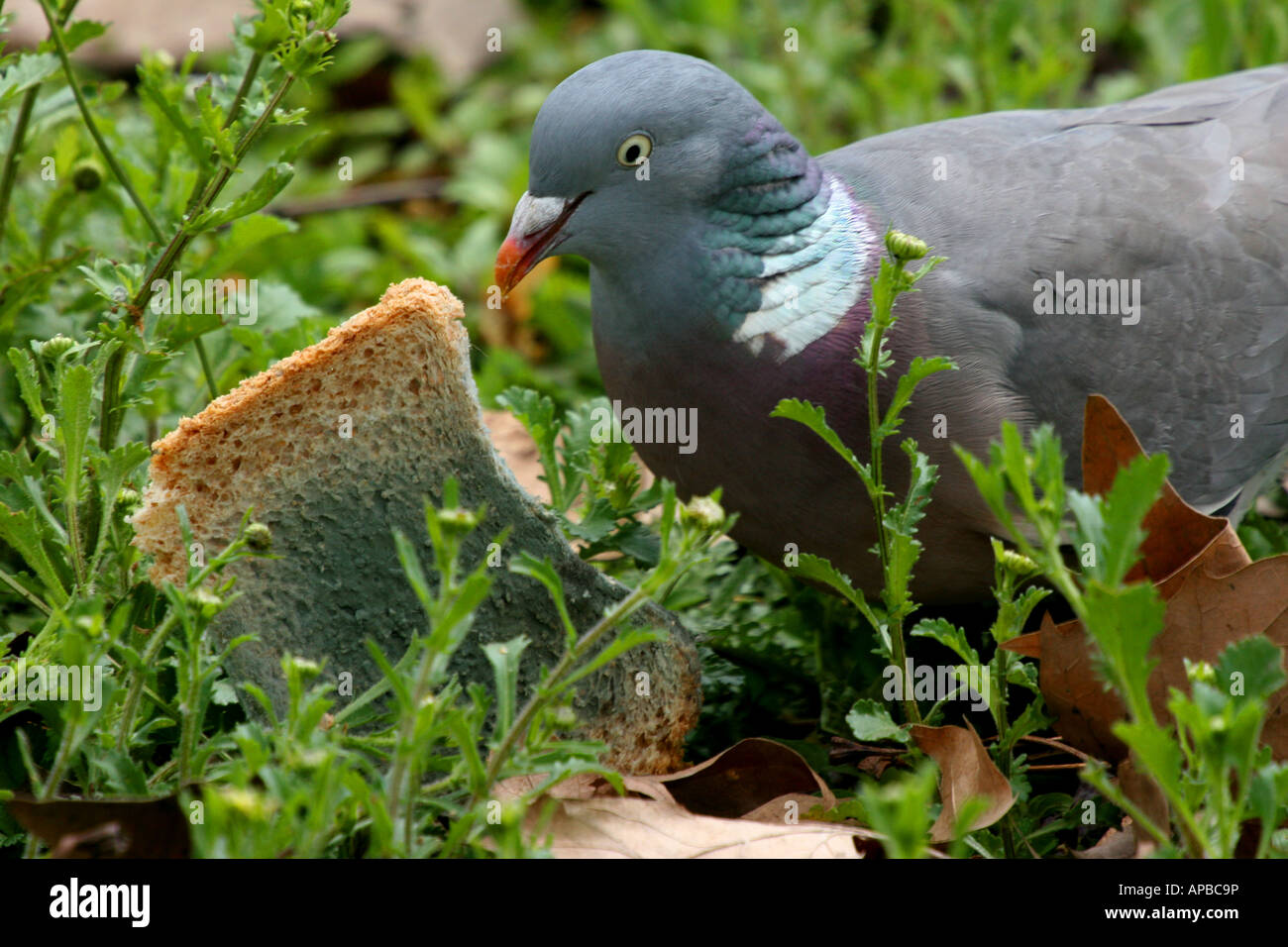 Mouldy bread hi-res stock photography and images - Alamy