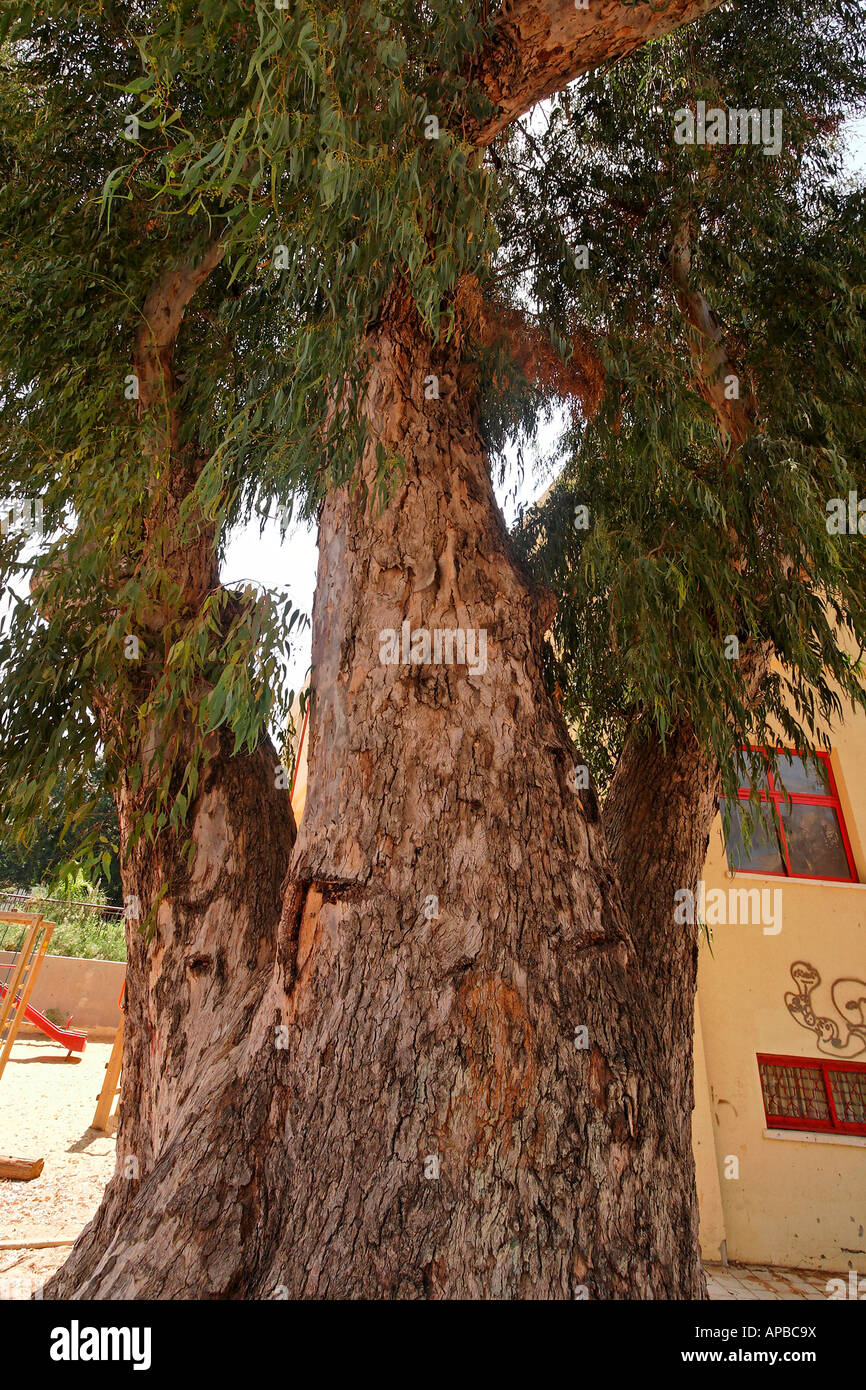 Israel Sharon region Eucalyptus tree in Hadera Stock Photo - Alamy