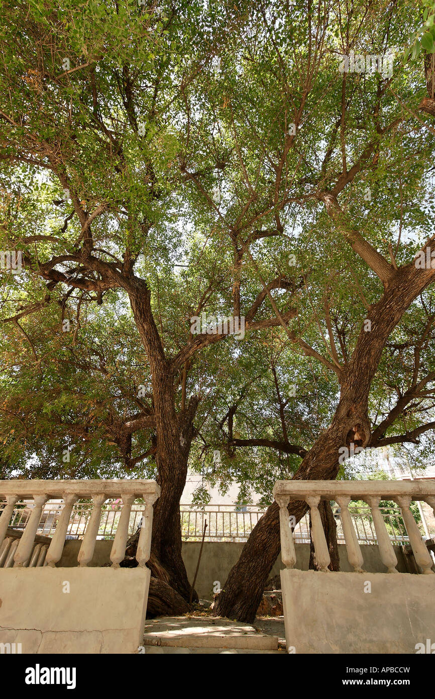 Israel the Lower Galilee The Jujube tree of Nabi Shueib in Mrar Stock ...