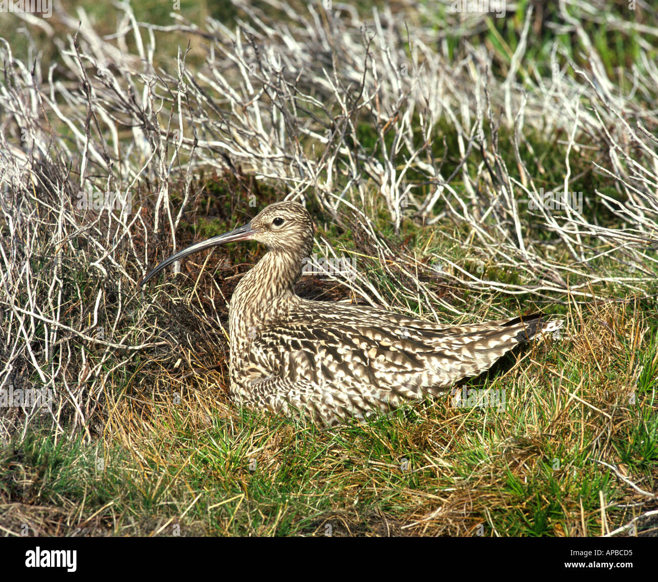 Curlew at nest with eggs hi-res stock photography and images - Alamy
