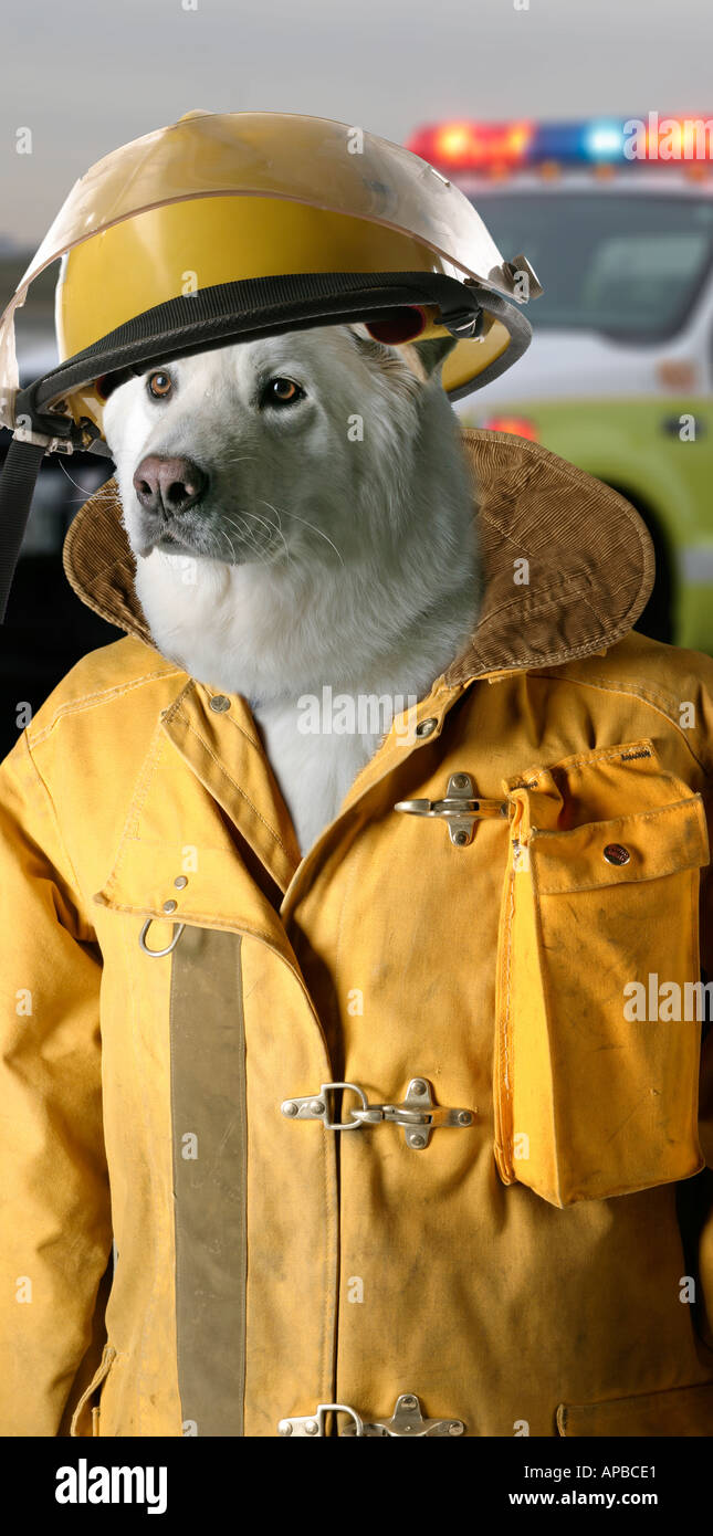 Firefighting dog hi-res stock photography and images - Alamy