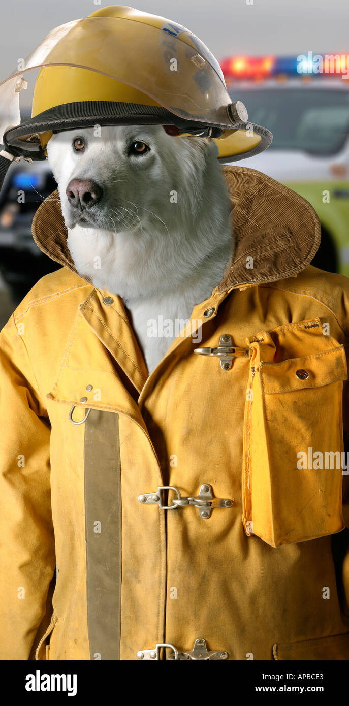 Firefighting dog hi-res stock photography and images - Alamy