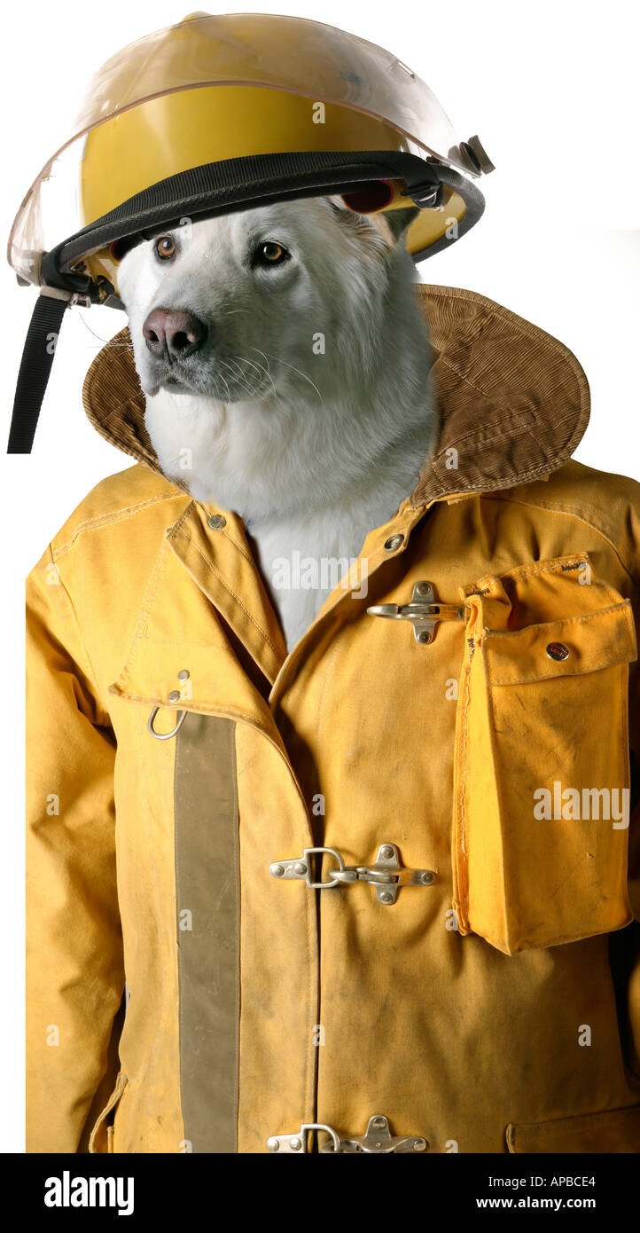 Firefighting dog hi-res stock photography and images - Alamy