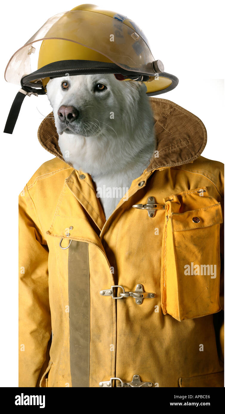 Firefighting dog hi-res stock photography and images - Alamy