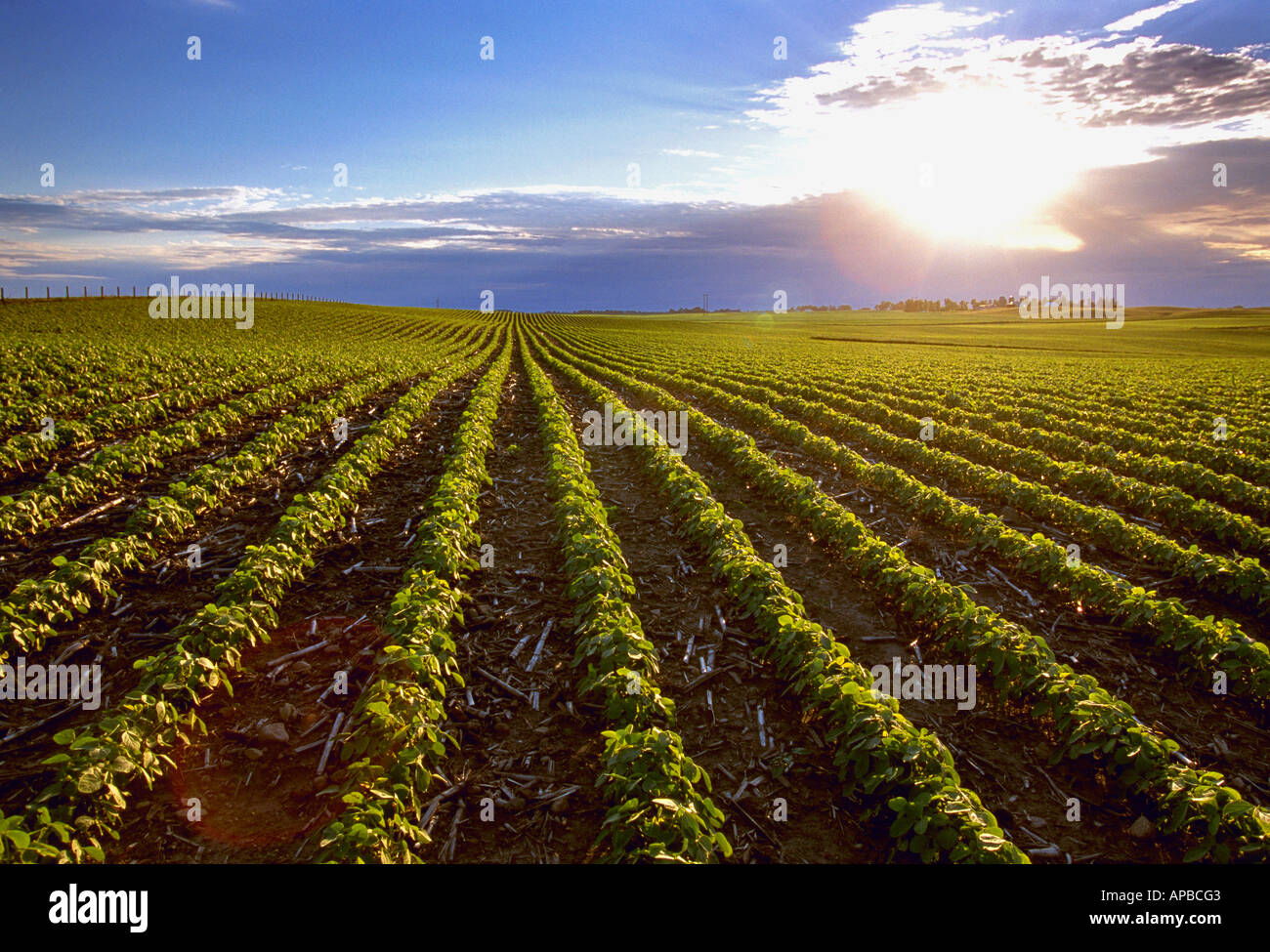 No Till Farming High Resolution Stock Photography and Images - Alamy