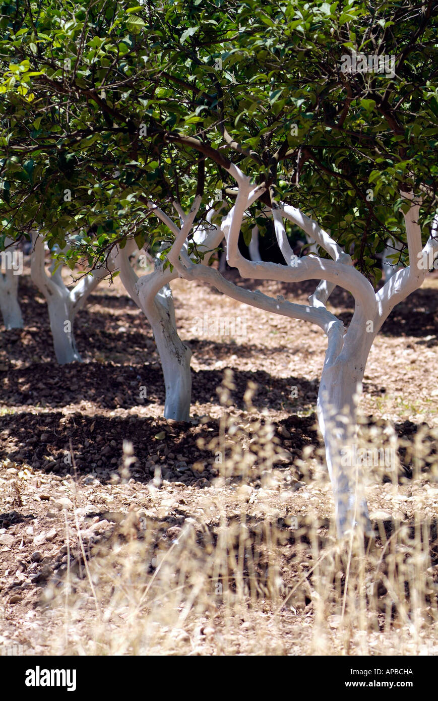 limewashed orange tree Stock Photo - Alamy
