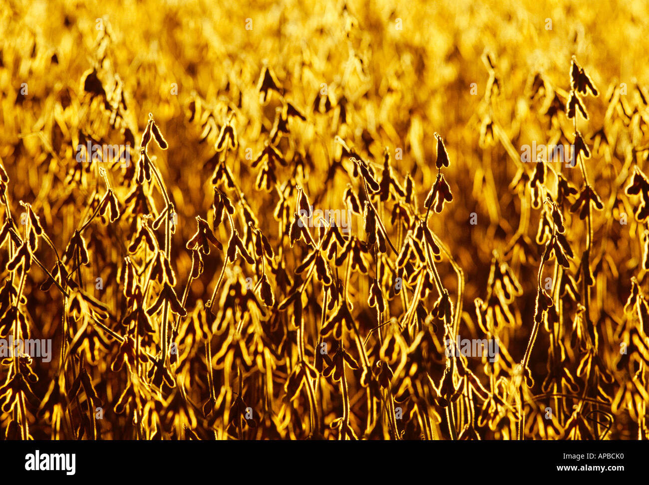 Agriculture - Mature harvest ready soybean stalks and pods backlit by ...