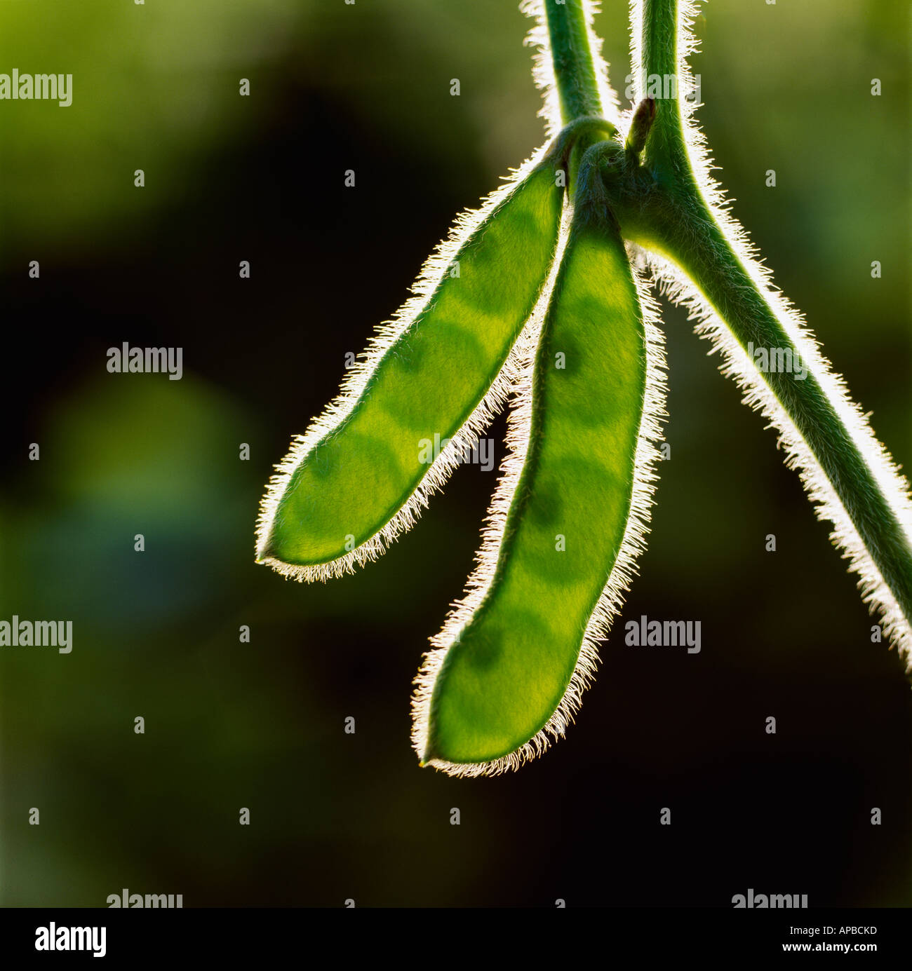 Bean Stalk High Resolution Stock Photography and Images - Alamy