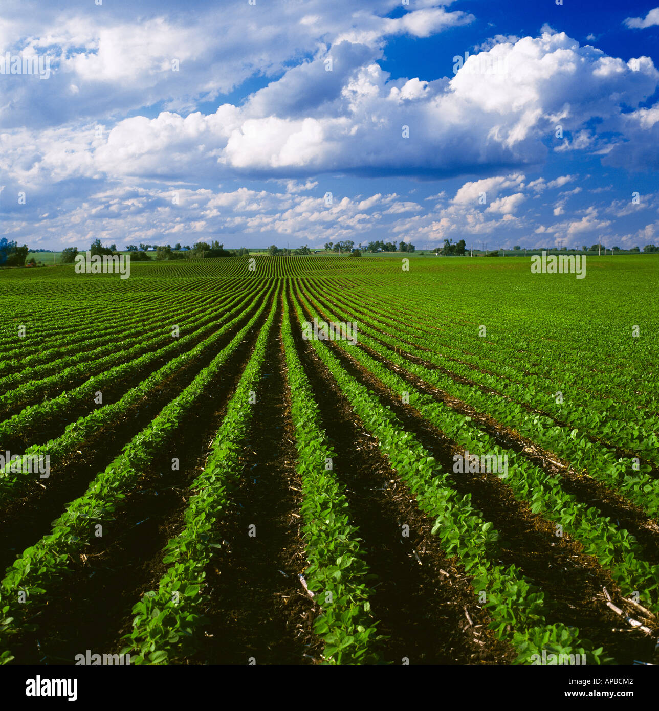 Mid growth minimum tillage soybean field showing corn stubble from the ...