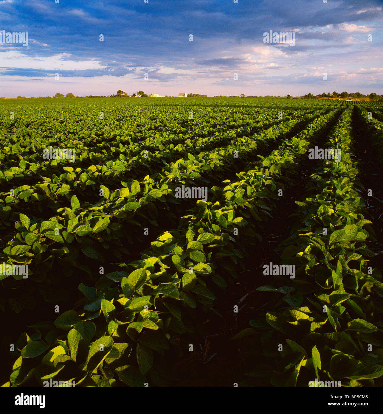 Mid growth minimum tillage soybean field showing corn stubble from the ...