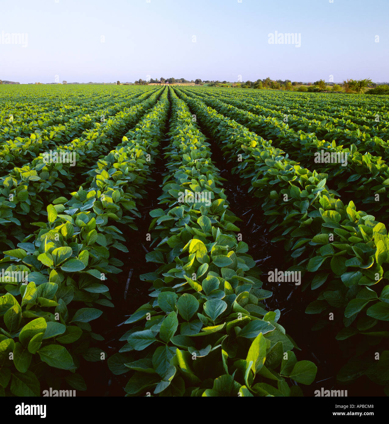 Mid growth minimum tillage soybean field showing corn stubble from the ...