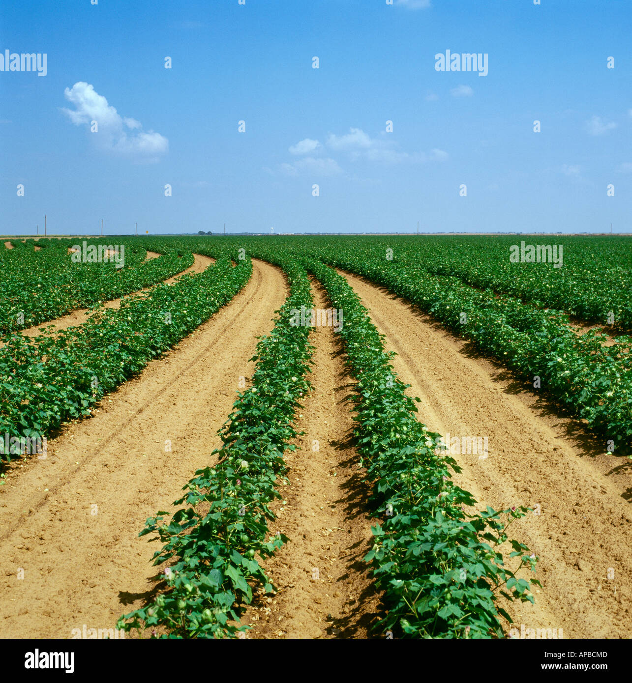 Agriculture - Curved rows of mid growth bloom stage "dryland" 2-&-1 ...