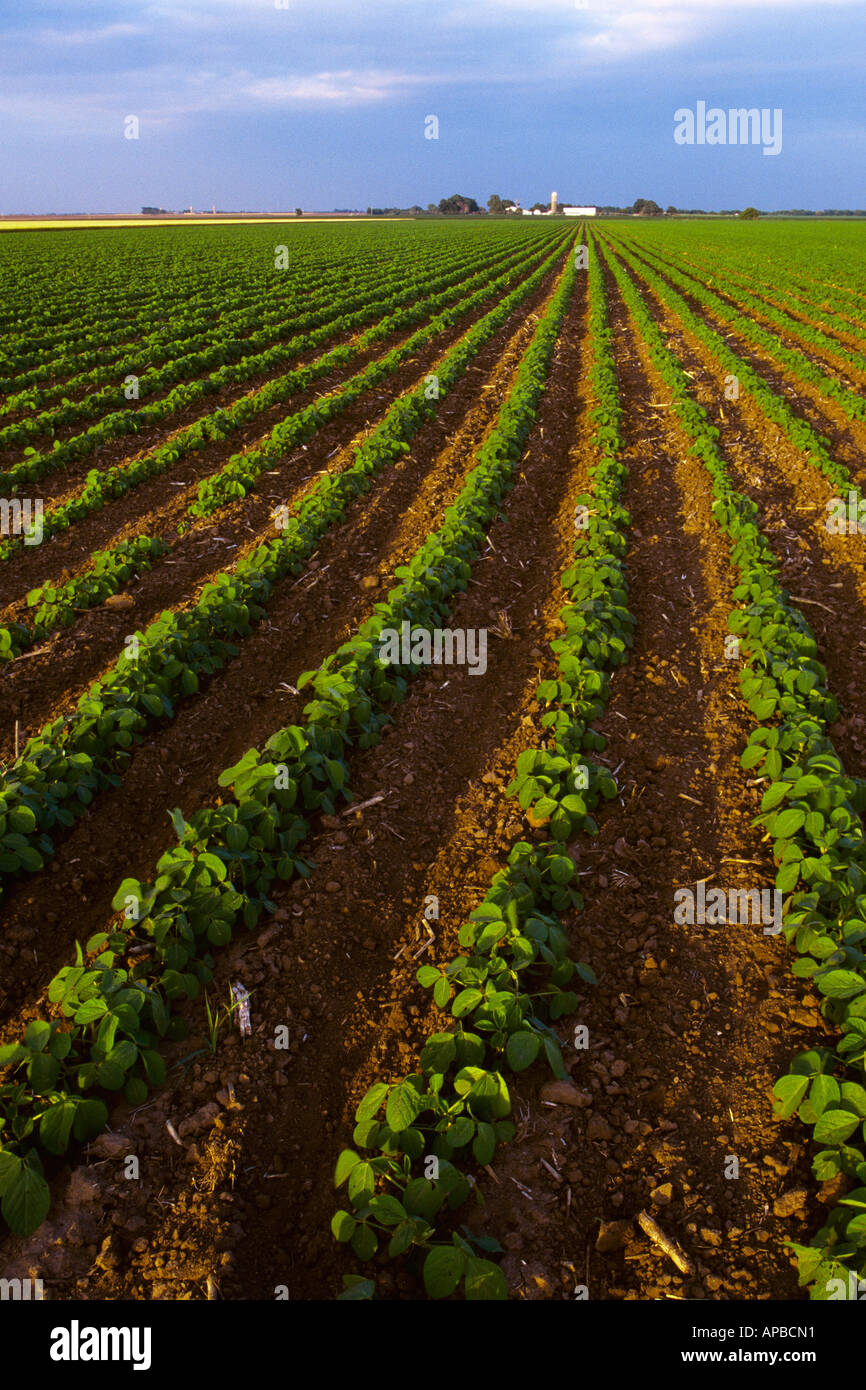 Soybean field silos hi-res stock photography and images - Alamy