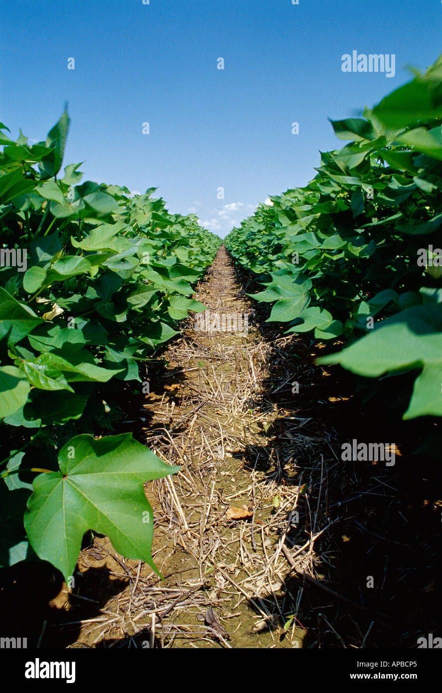 Mid growth Bt Roundup Ready genetically modified (gm) stacked gene ...