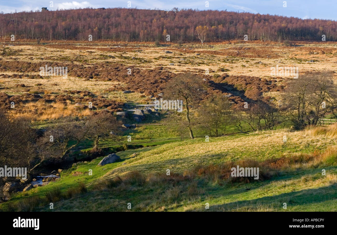 Trees and autumn heather on Longshaw Estate near Hathersage in the Peak ...