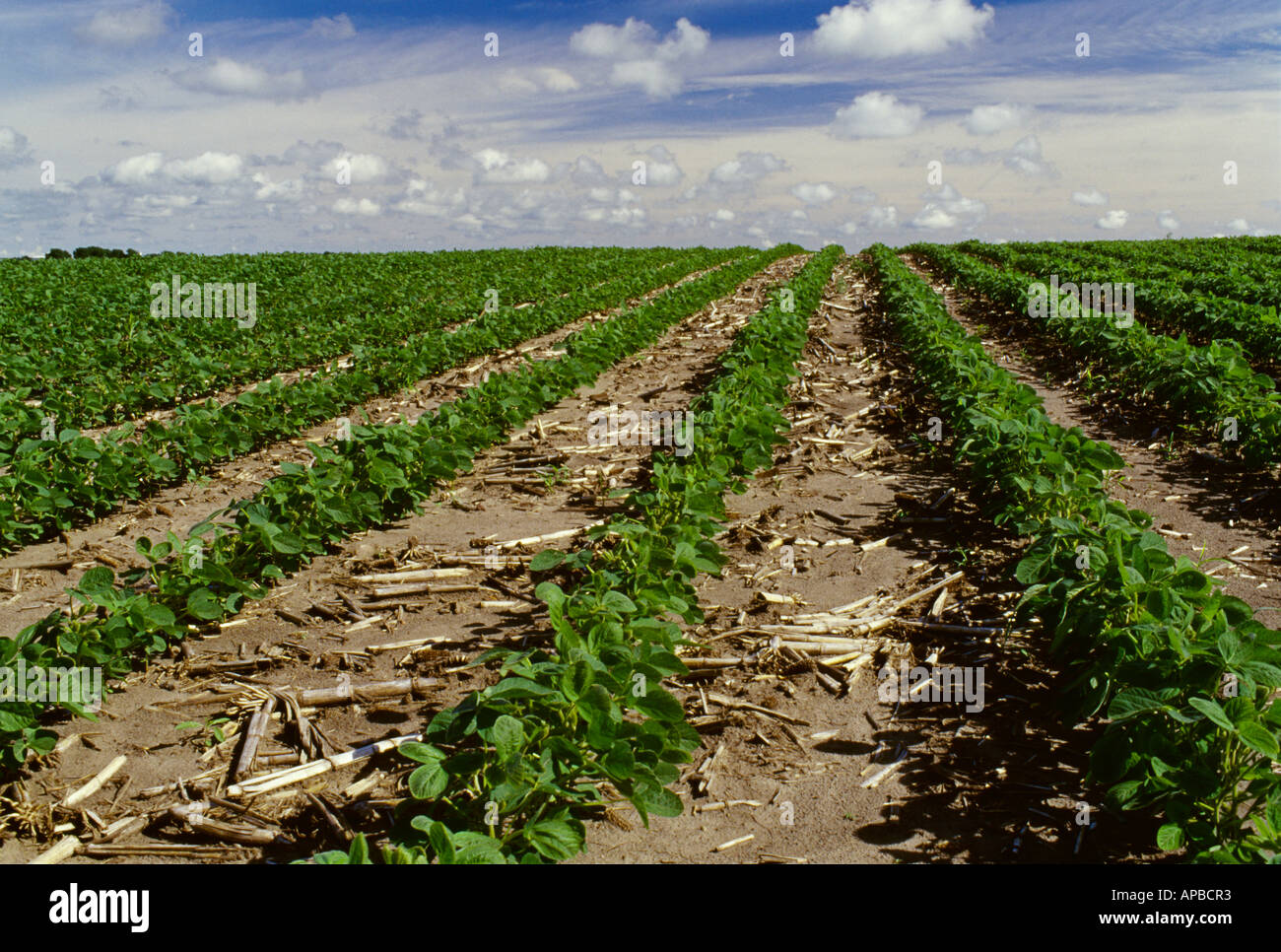 Roundup ready soybeans hi-res stock photography and images - Alamy