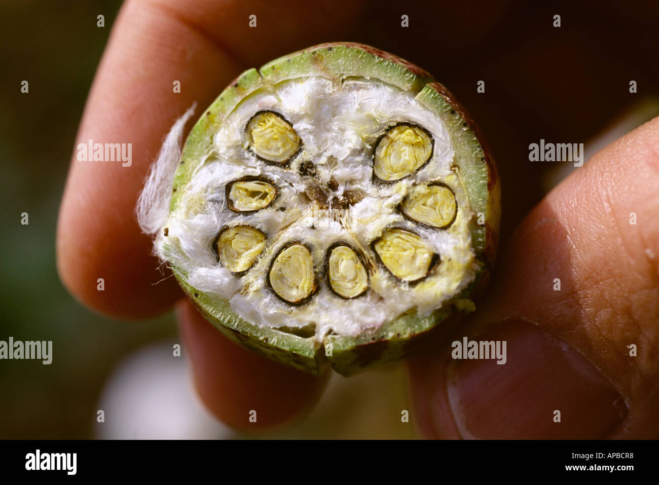 Agriculture - Cross section of a mature cotton boll ready to be sprayed ...