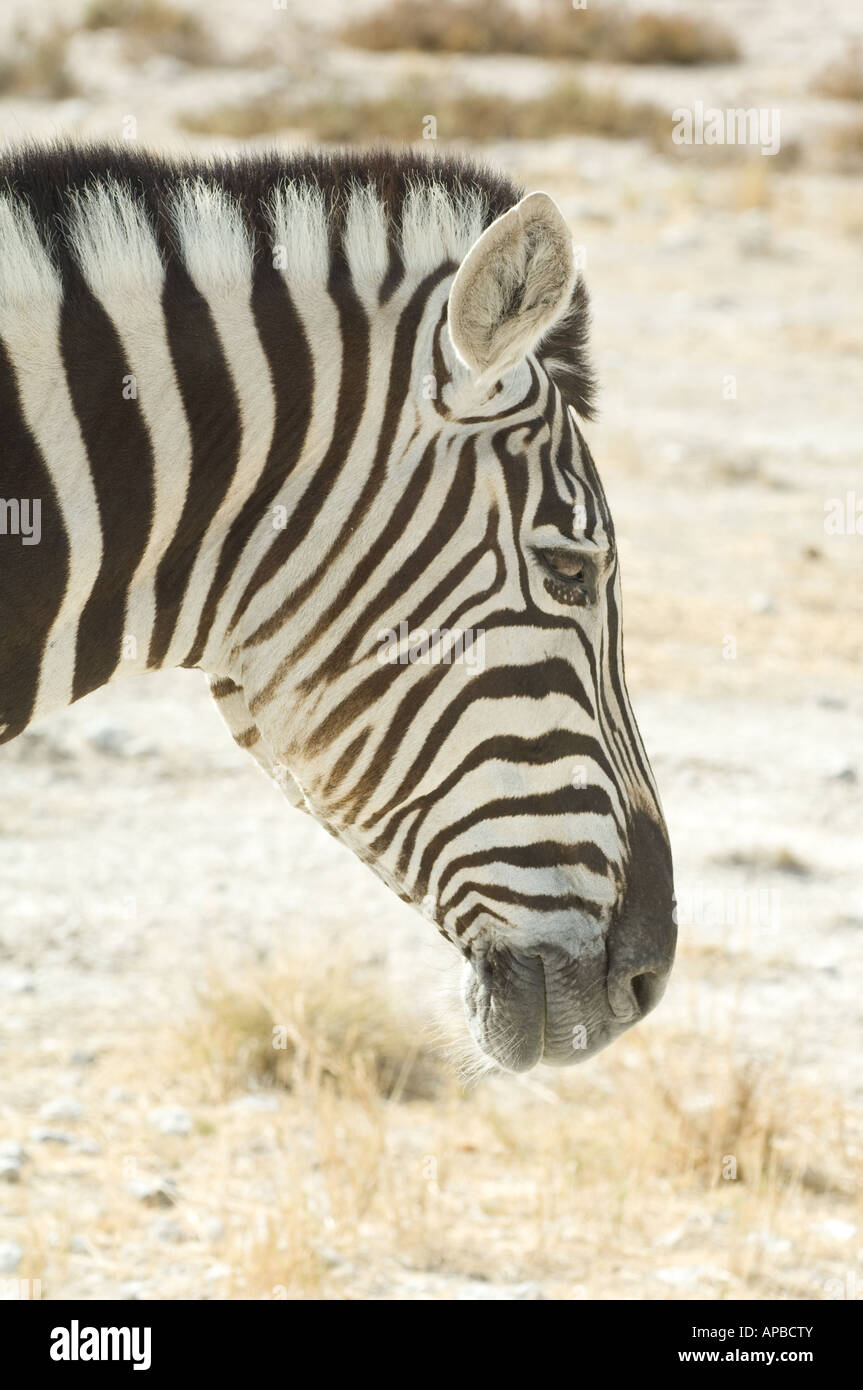 zebra in Africa Stock Photo - Alamy