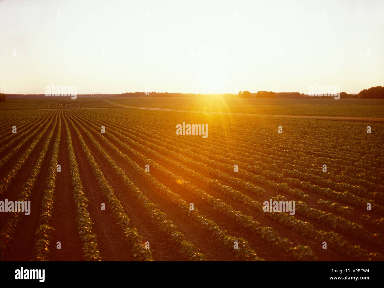 Early growth cotton field usa hi-res stock photography and images - Alamy