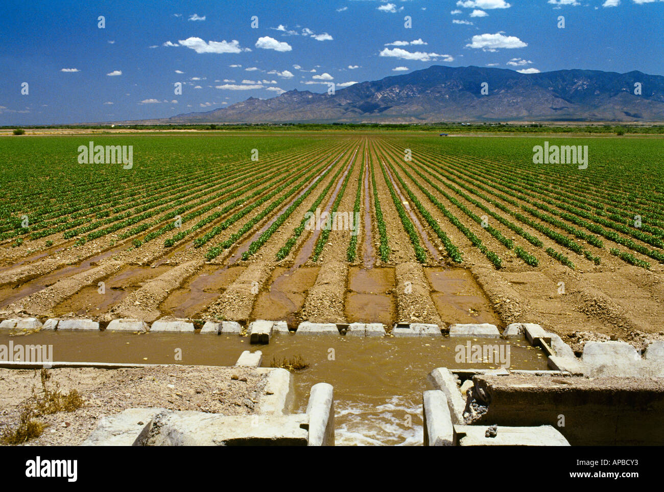 Agriculture - Field of early growth cotton with an irrigation canal in ...