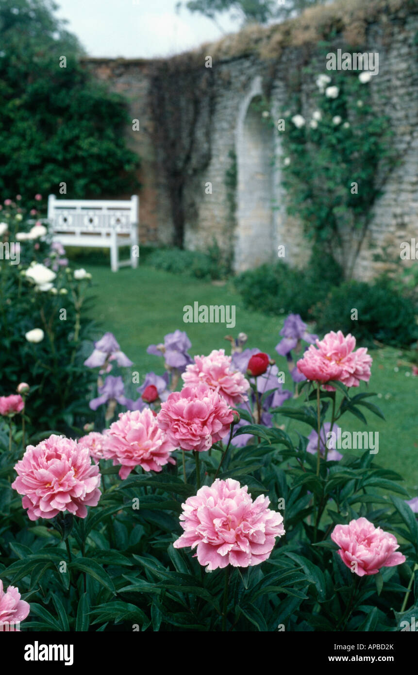 Pink double paeonies in walled garden with white bench in the ...