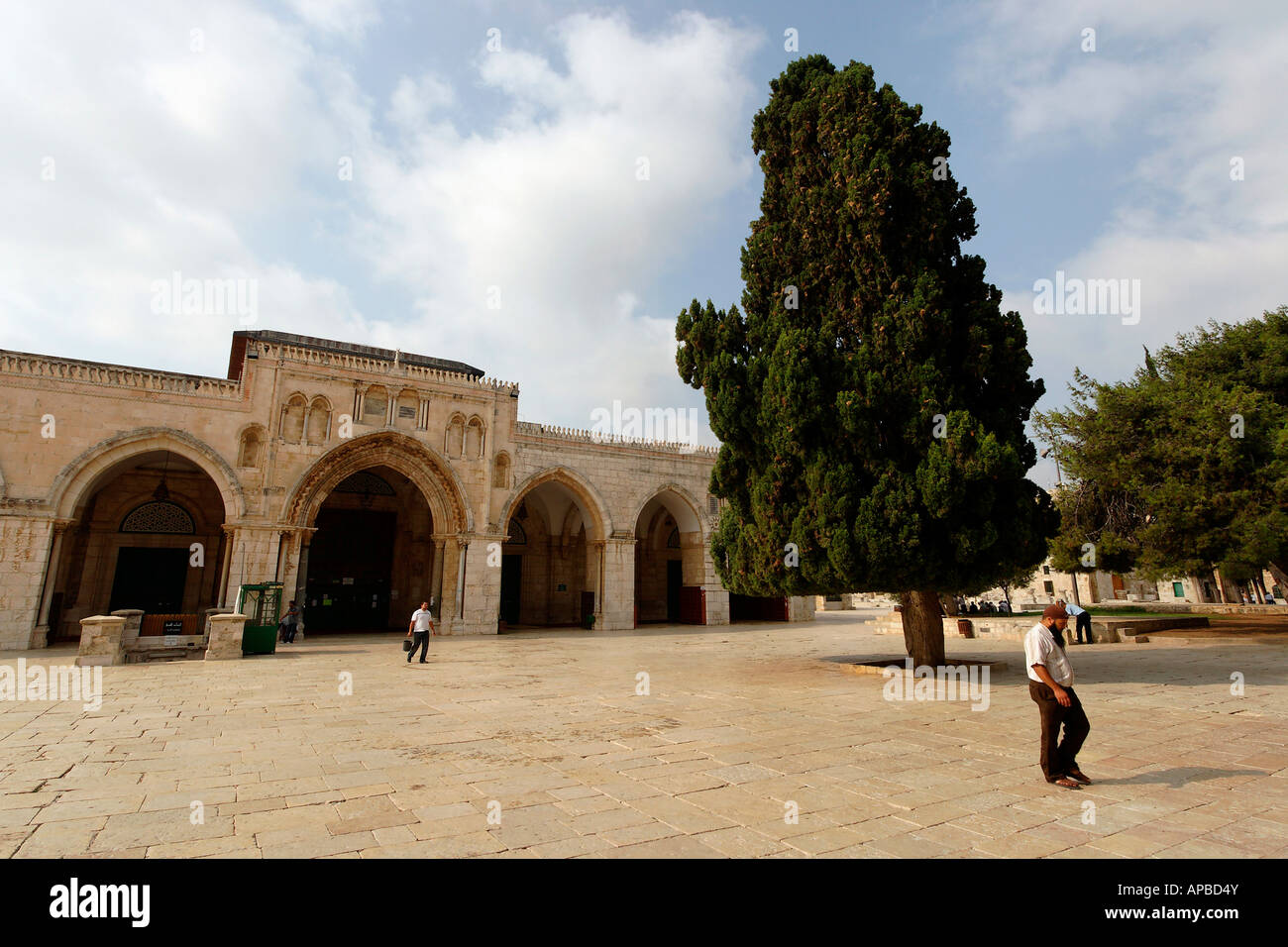 Israel Jerusalem Cypress trees on Temple Mount Stock Photo - Alamy
