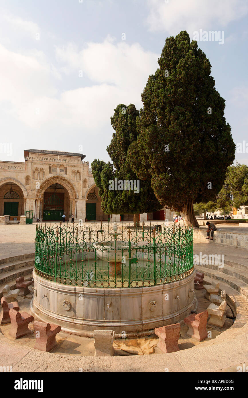 Israel Jerusalem Cypress trees on Temple Mount Stock Photo - Alamy