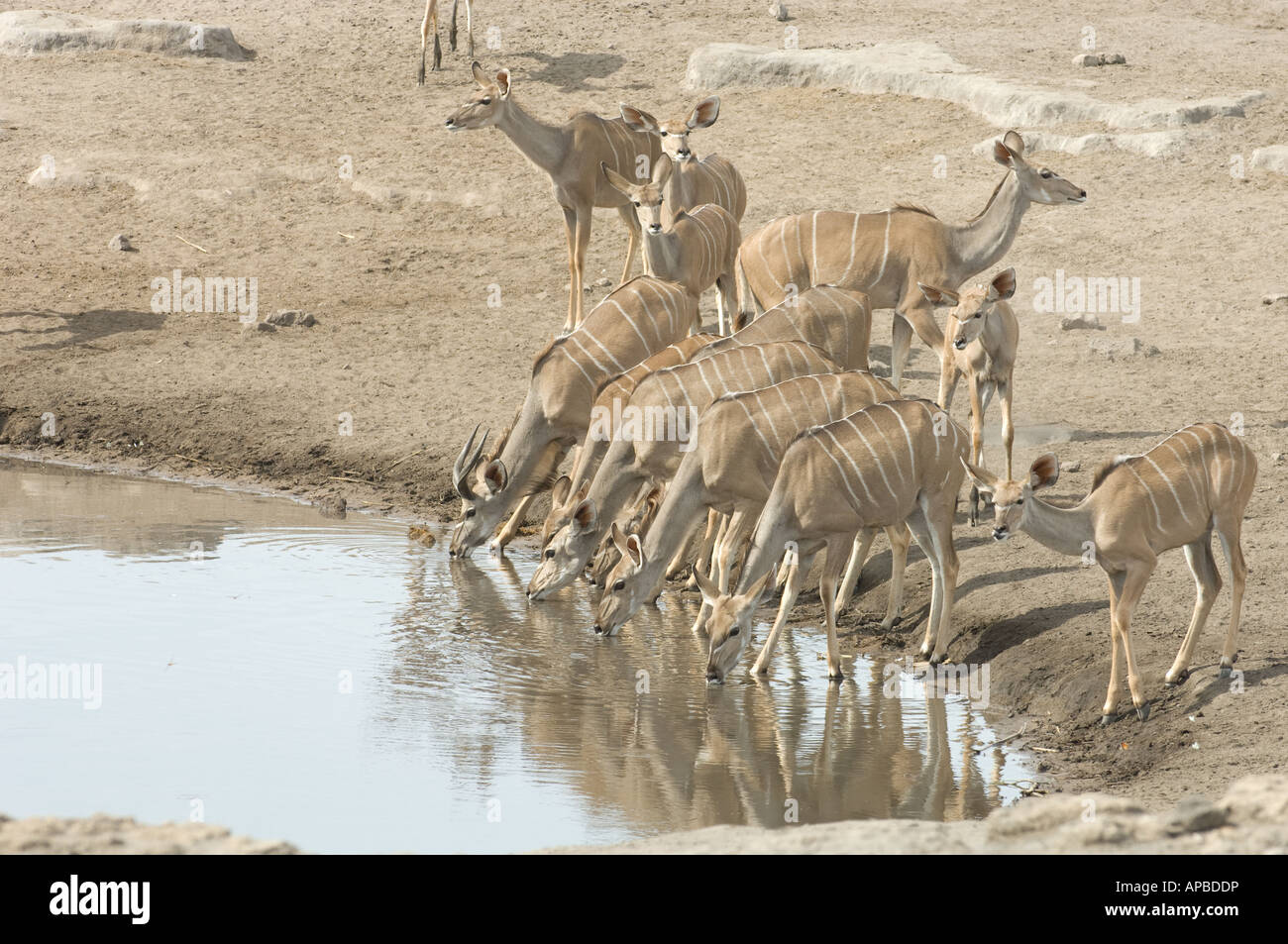 Mammals africa hi-res stock photography and images - Alamy