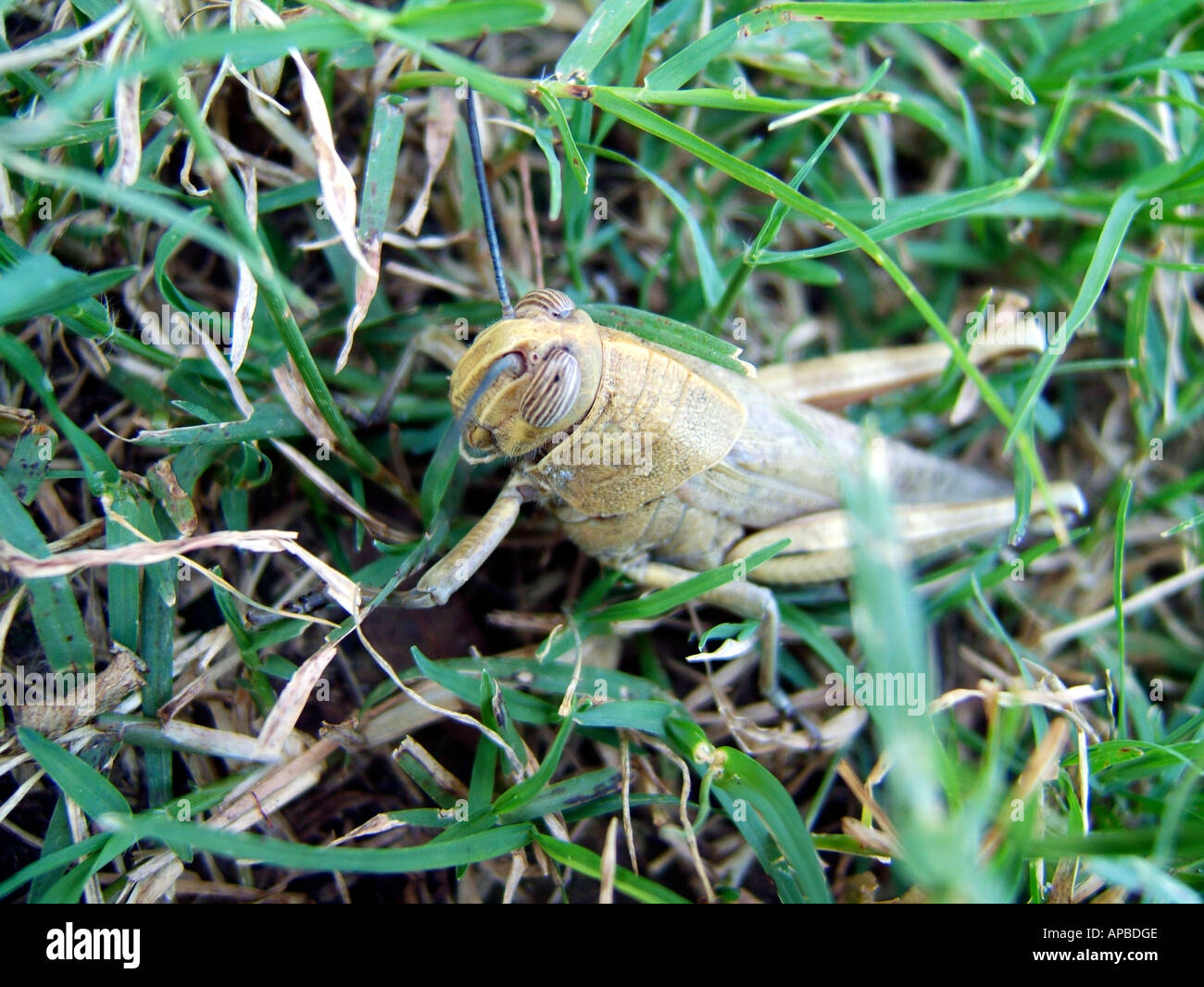 Cricket waiting hi-res stock photography and images - Alamy