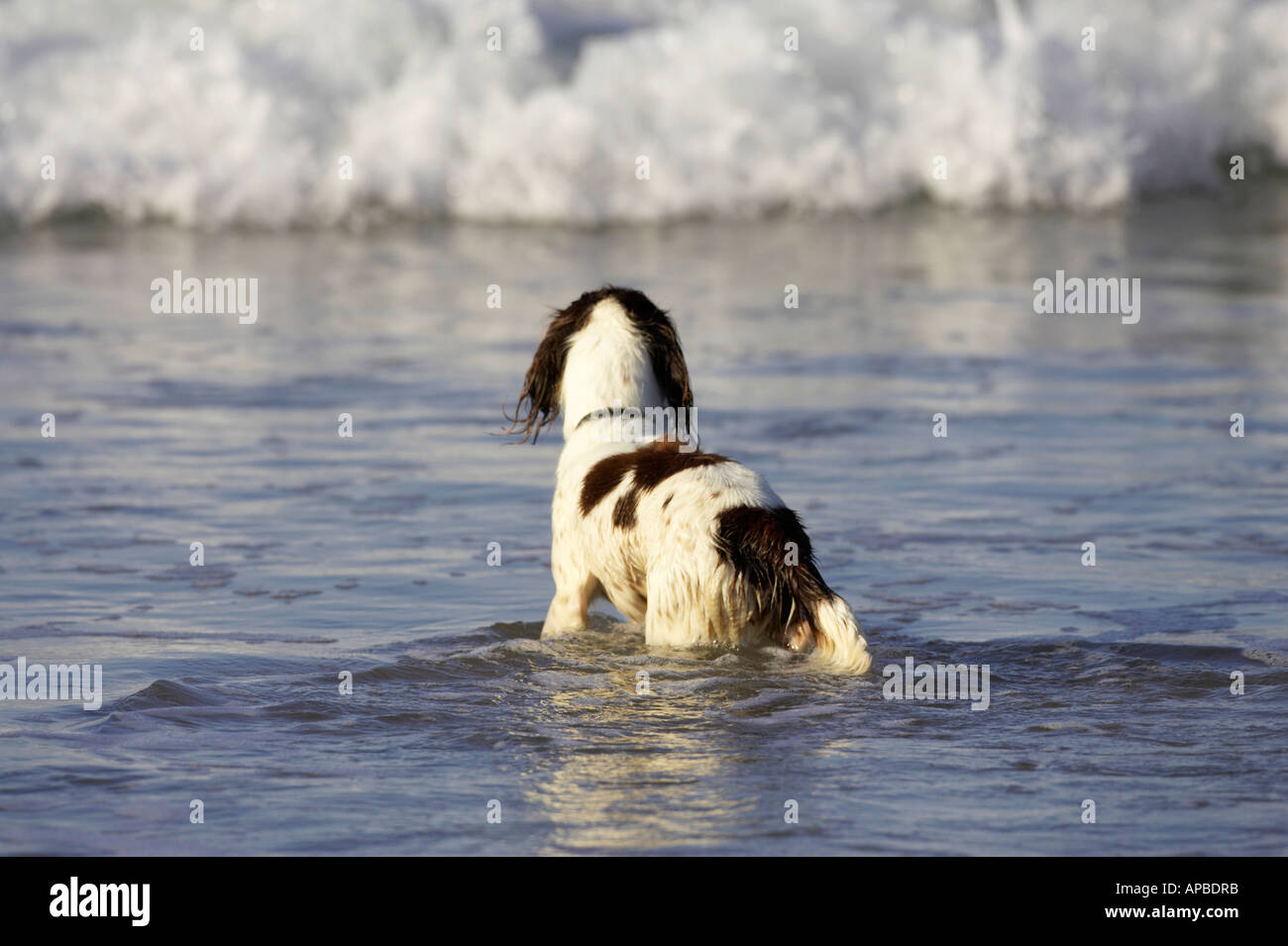 Springer Spaniel And Owner High Resolution Stock Photography and Images ...